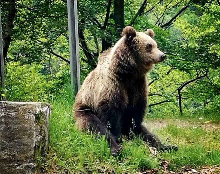 Urșii Habituați de pe Transfăgărășan 🐻 | Recomandări Utile
